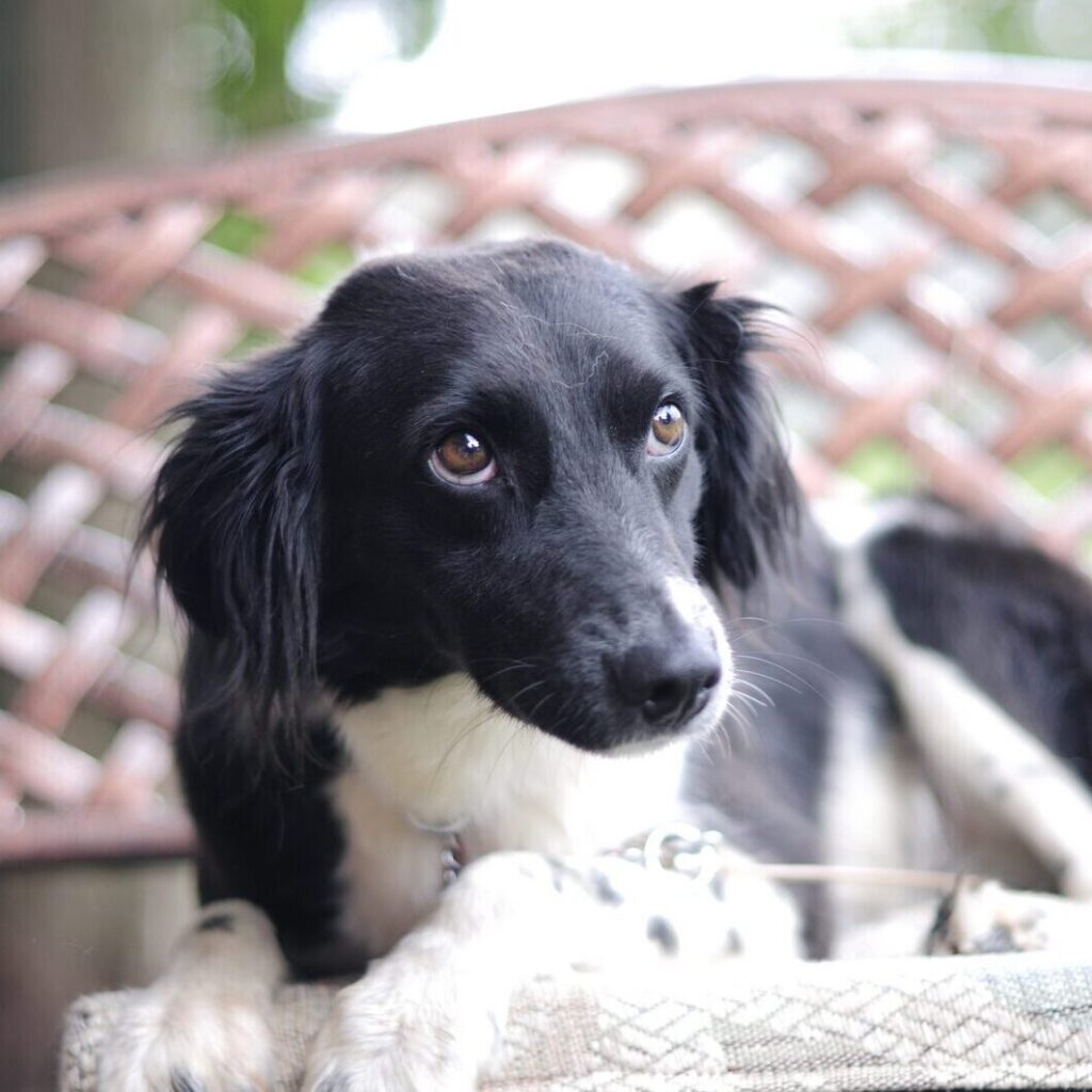 Front Page - Andes Animales Desamparados